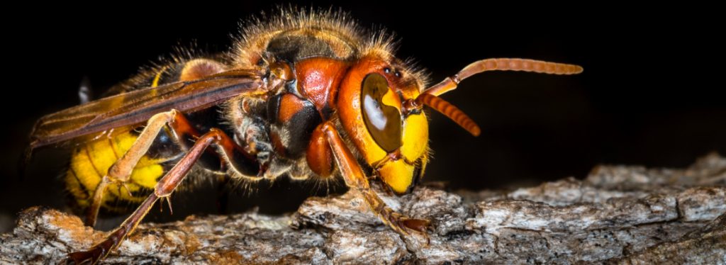 Včela, vosa, sršeň: Co je pro člověka nejvíce nebezpečné ...