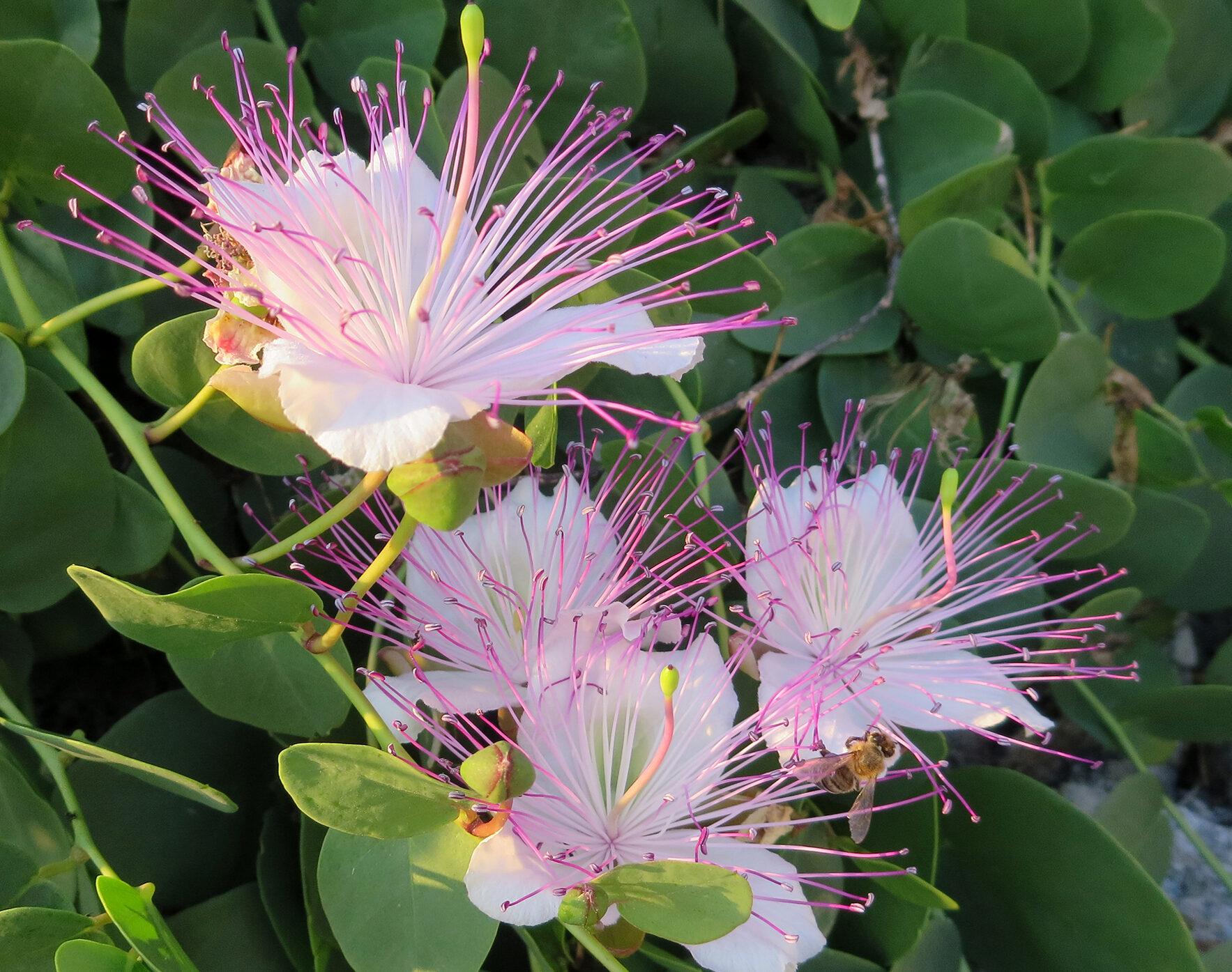 Víte, co s kapary? – EpochálníSvět.cz