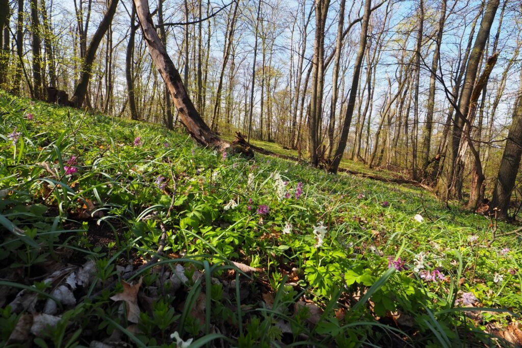 Dusík z fosilních paliv mění bylinnou vegetaci lesů – EpochálníSvět.cz