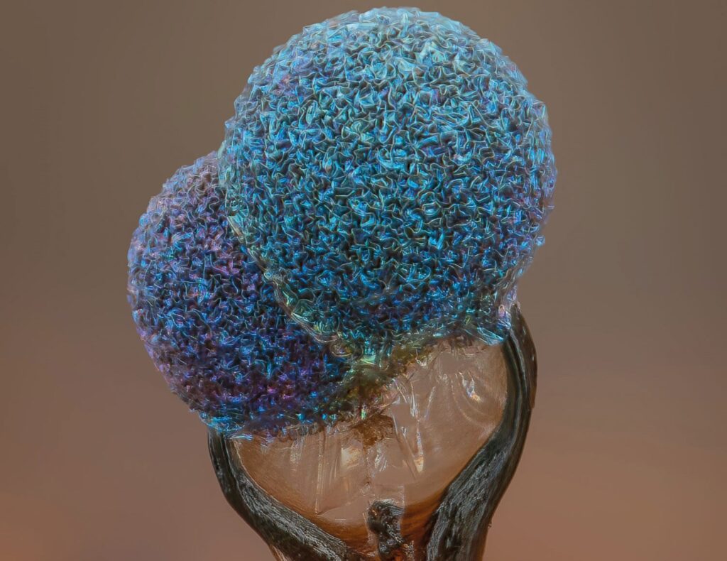 Slizovka Lamproderma: Fascinující organismus na pomezí života ...